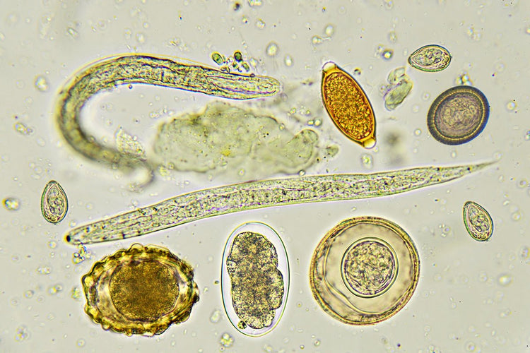 How parasites get into the body